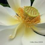 Lotus & Lilies - Friends of Kenilworth Aquatic Gardens