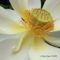 Lotus & Lilies - Friends of Kenilworth Aquatic Gardens