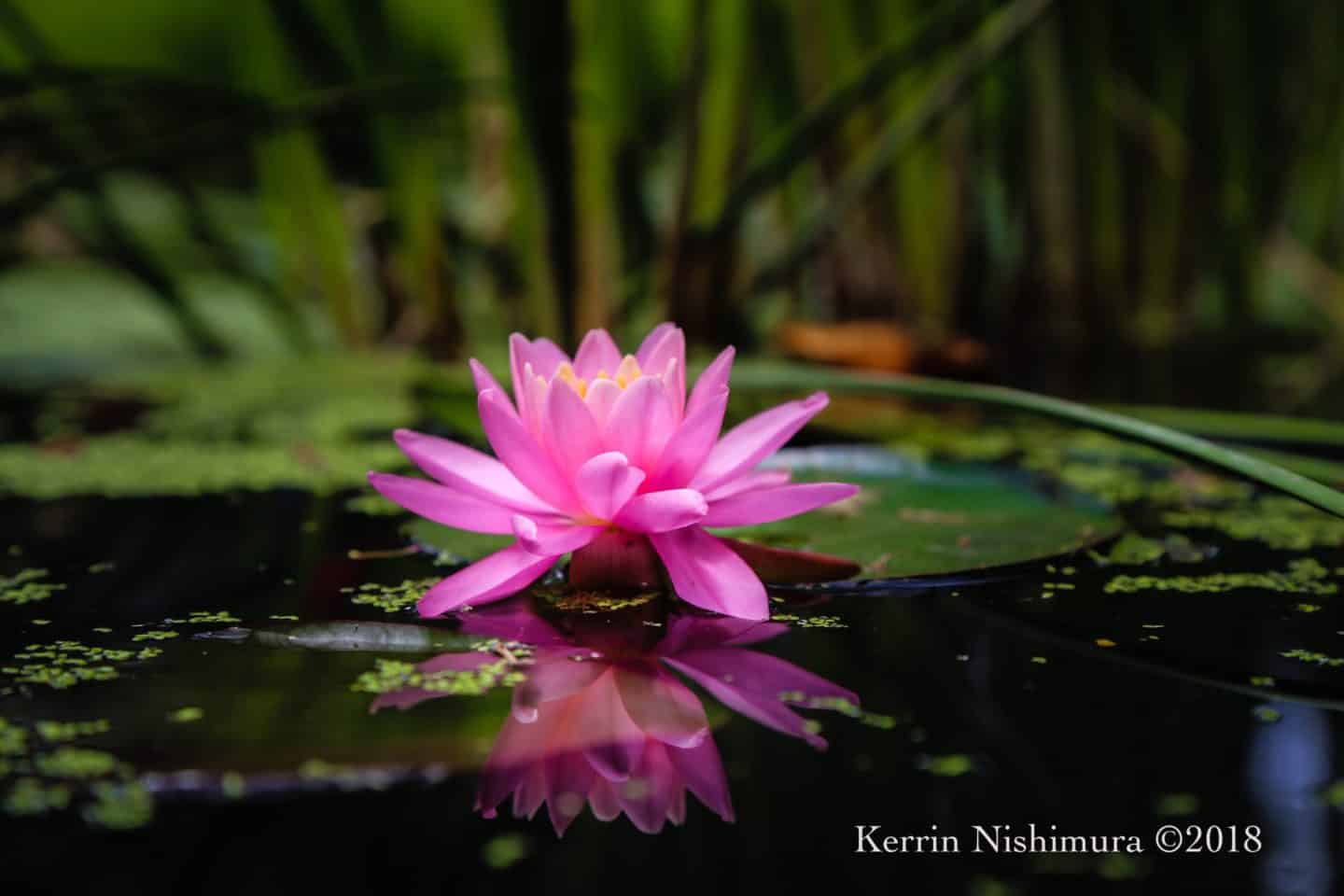 Lotus & Lilies - Friends of Kenilworth Aquatic Gardens