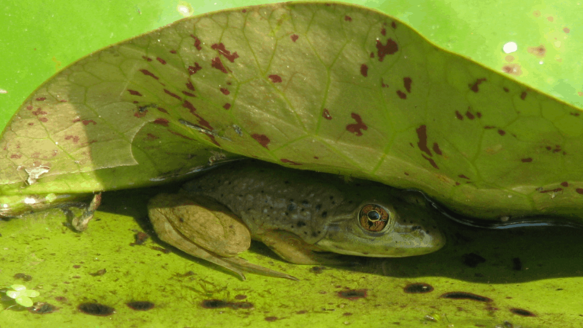Species Spotlight: Frogs - Friends of Kenilworth Aquatic Gardens