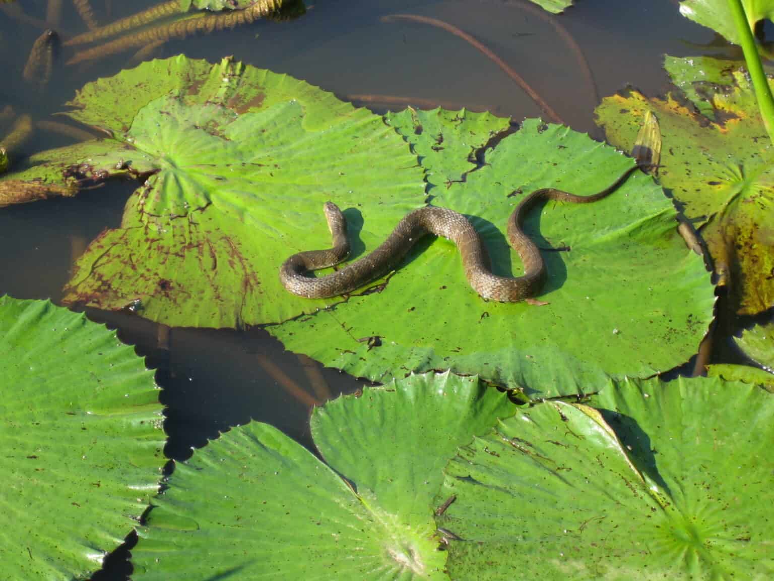 Species Spotlight: SSSSNAKES 🐍 and Water Lilies - Friends of Kenilworth ...