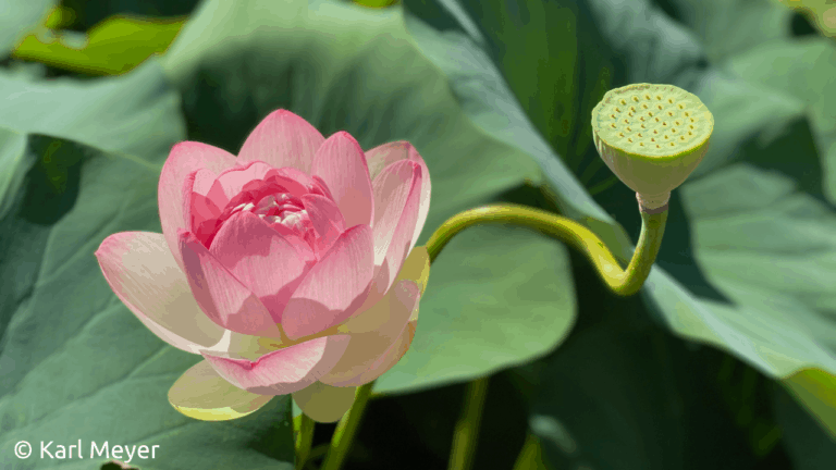 How to Grow a Lotus from Seed - Friends of Kenilworth Aquatic Gardens