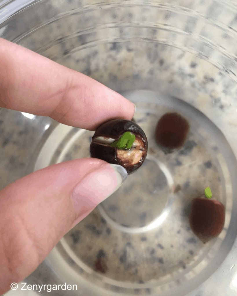 How to Grow a Lotus from Seed - Friends of Kenilworth Aquatic Gardens