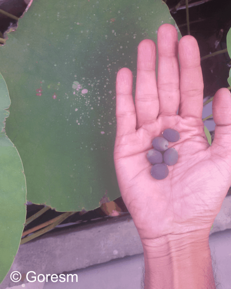 How to Grow a Lotus from Seed - Friends of Kenilworth Aquatic Gardens