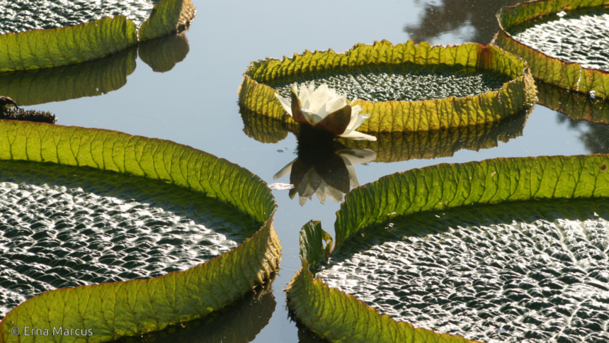 Species Spotlight: A new Giant Water Lily has been discovered ...