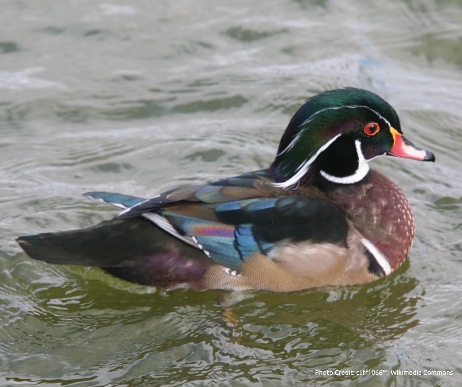 Duck ID at Kenilworth Aquatic Gardens - Friends of Kenilworth Aquatic ...