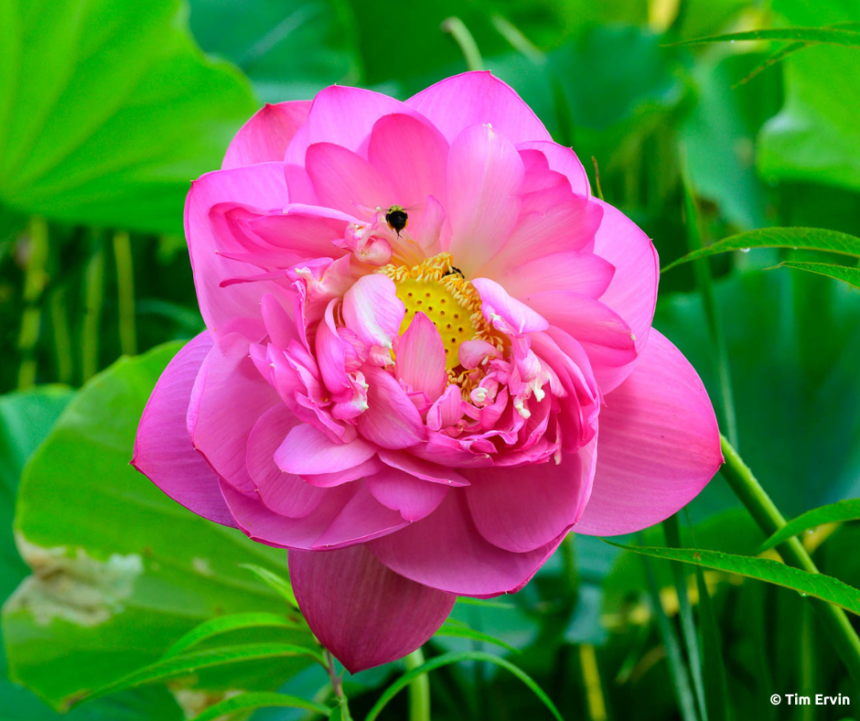 A Guide to The Lotus & Water Lilies of Kenilworth Aquatic Gardens ...