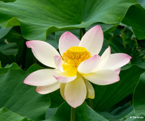 A Guide to The Lotus & Water Lilies of Kenilworth Aquatic Gardens ...