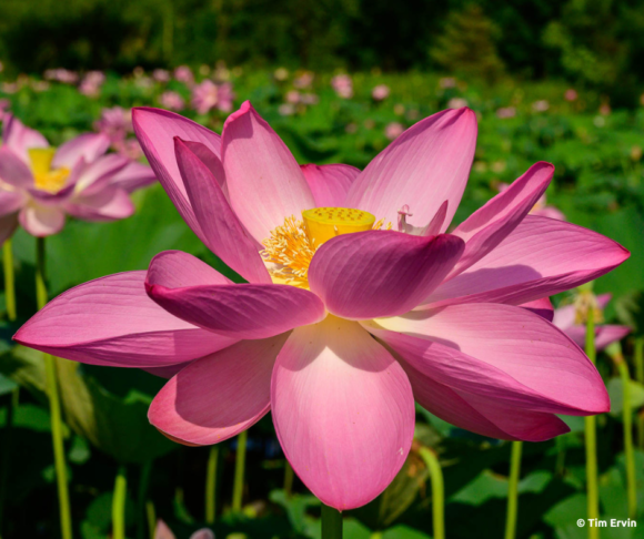 A Guide to The Lotus & Water Lilies of Kenilworth Aquatic Gardens ...
