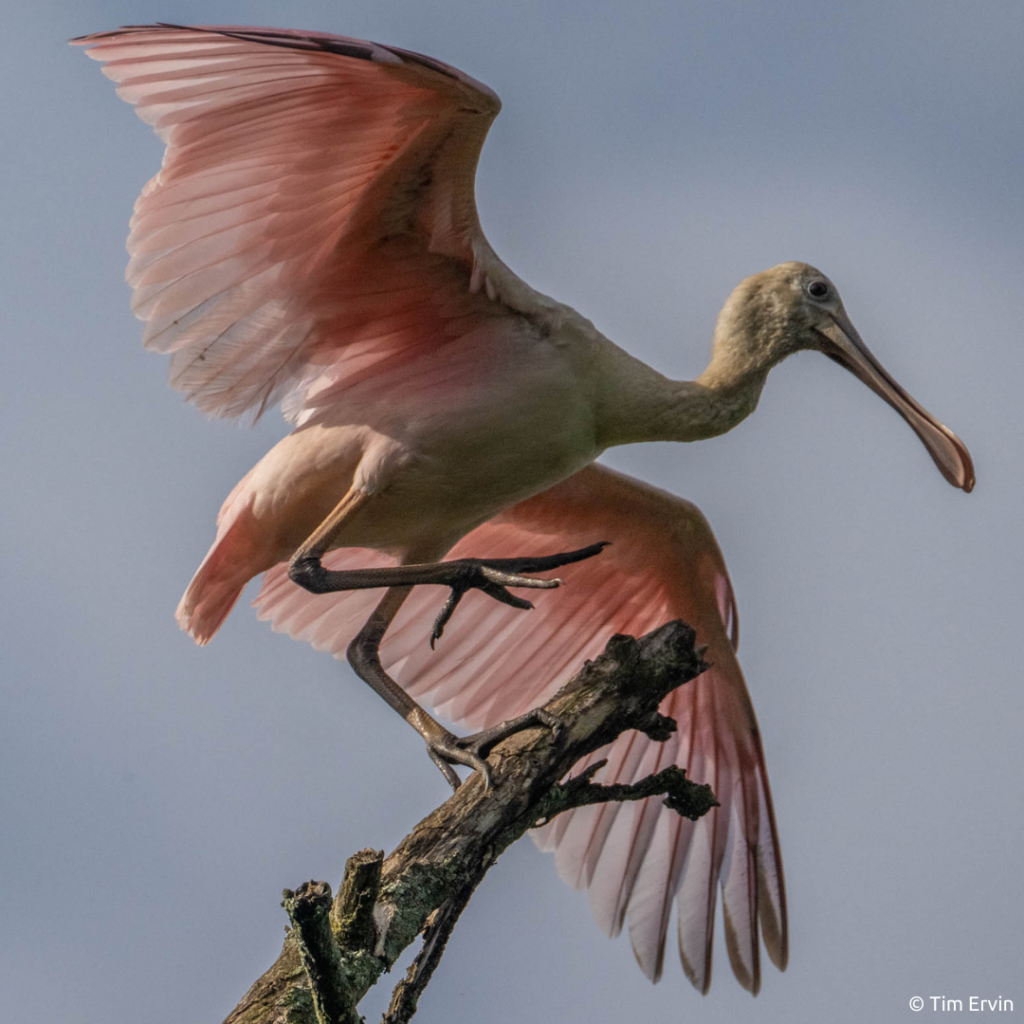 spoonbill - Friends of Kenilworth Aquatic Gardens