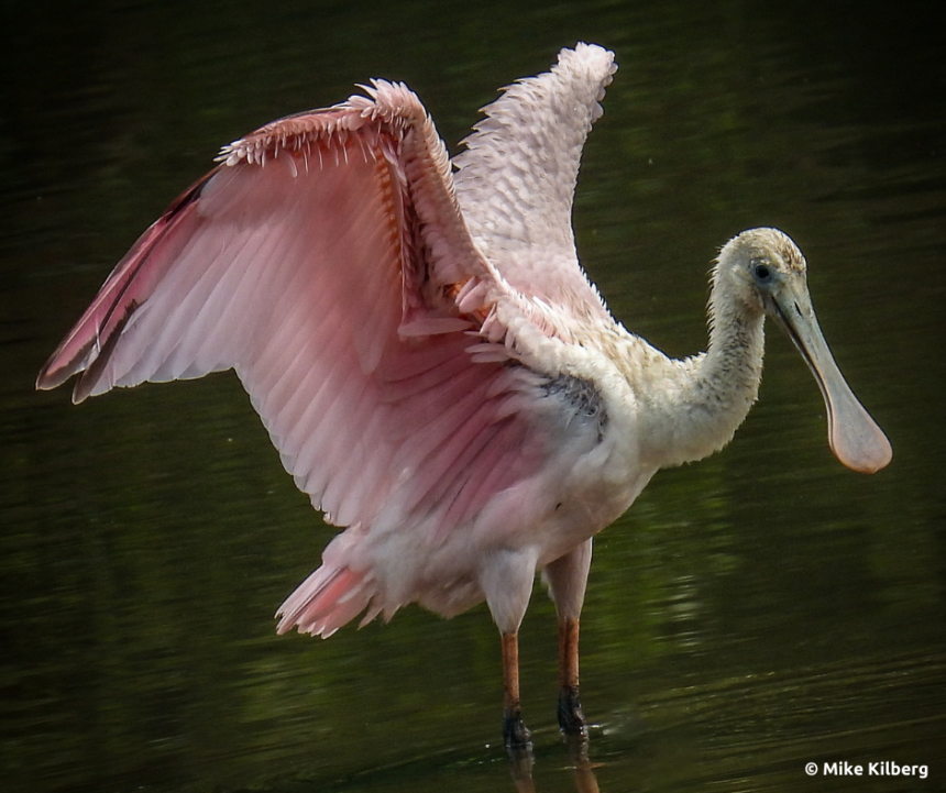 Species Spotlight: Roseate Spoonbill! - Friends of Kenilworth Aquatic ...