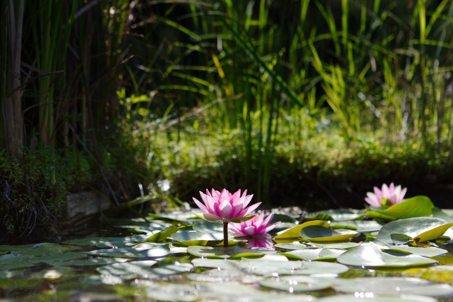 Why The Lily Ponds Make Me Happy - Friends of Kenilworth Aquatic Gardens