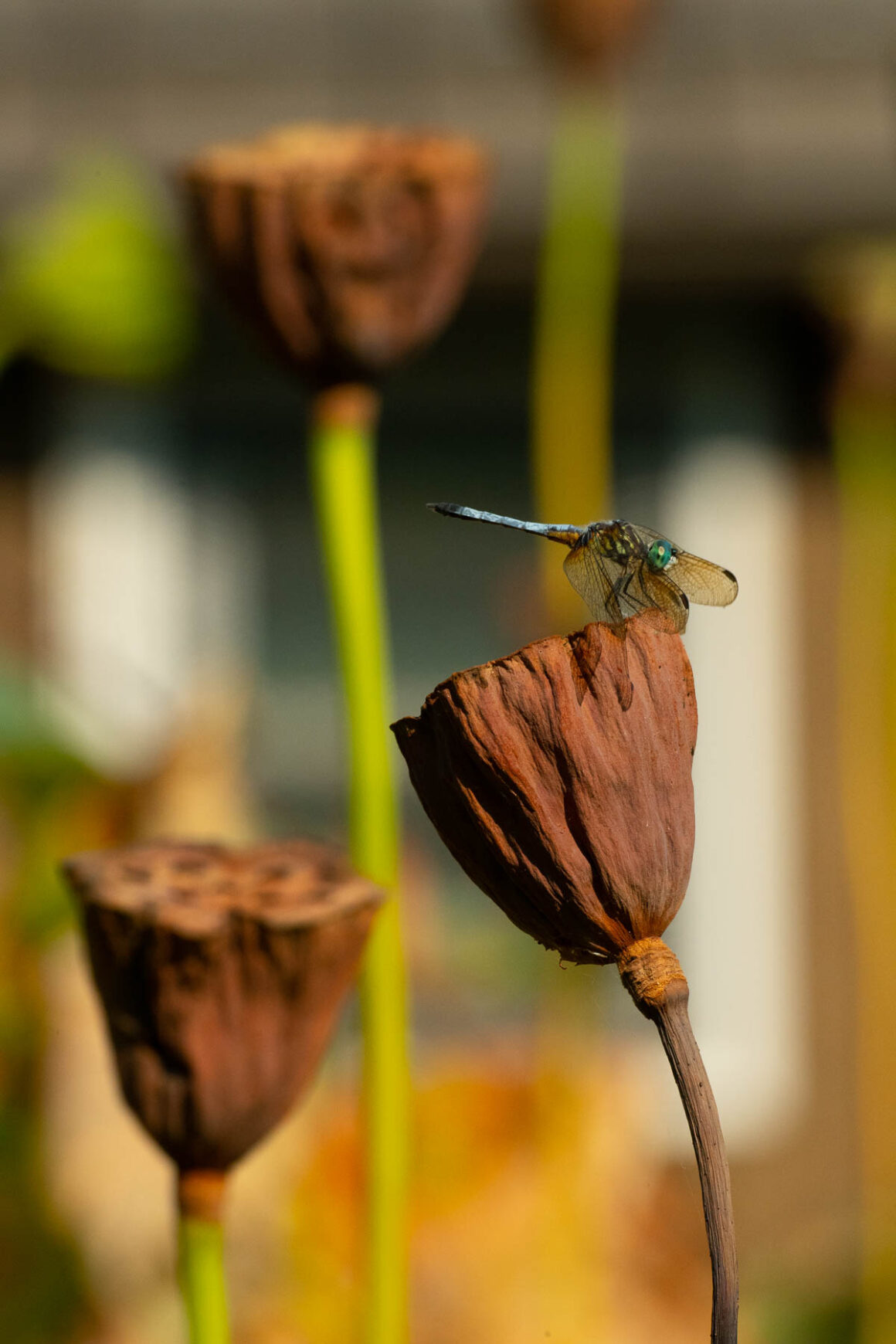 Why The Lily Ponds Make Me Happy - Friends of Kenilworth Aquatic Gardens